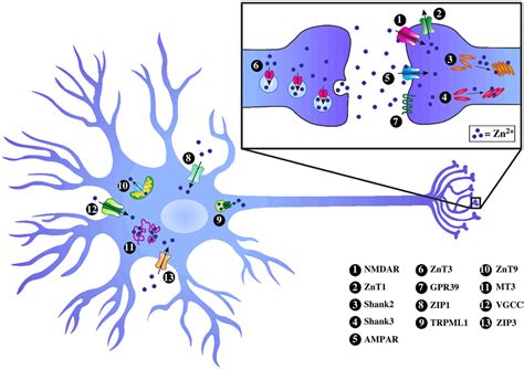 Modulation And Targets Of Intracellular And Synaptic Zn²⁺ Signals In