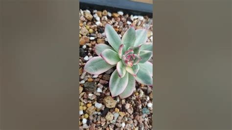 다육이보며 힐링하는 시간 되세요 금화다육 Youtube