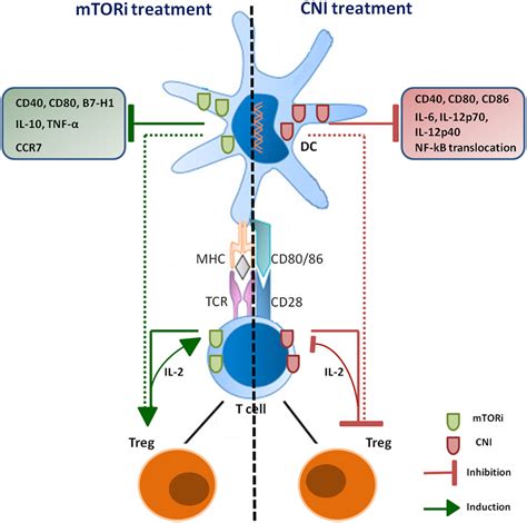 Schematic Overview Of CNI And MTORi Immunosuppressive Effects On DCs