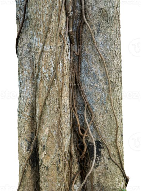 Tree Trunk With Twisted Root Isolated PNG