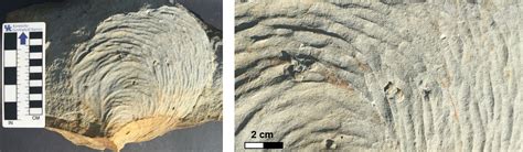 Archived Fossil Of The Month Kentucky Geological Survey University Of Kentucky