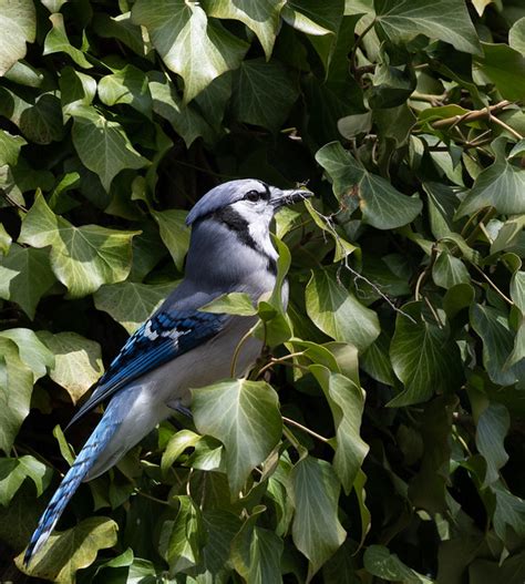 Blue Jay Gathers Material For A Nest Everythings Jok