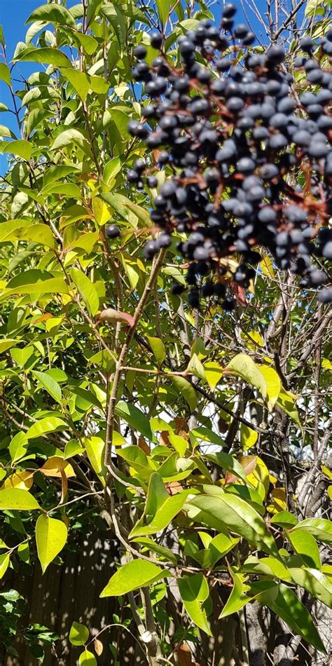 Mystery Tree With Black Berries In The Plant ID Forum Garden Org