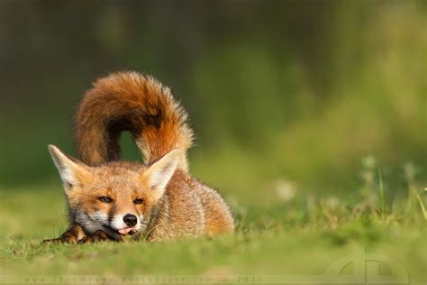 Lazy Fox Ii By Thrumyeye On Deviantart