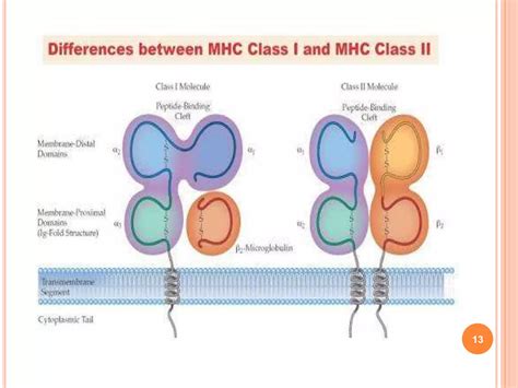 Major Histocompatibility Complex Pptx Chemistry Science