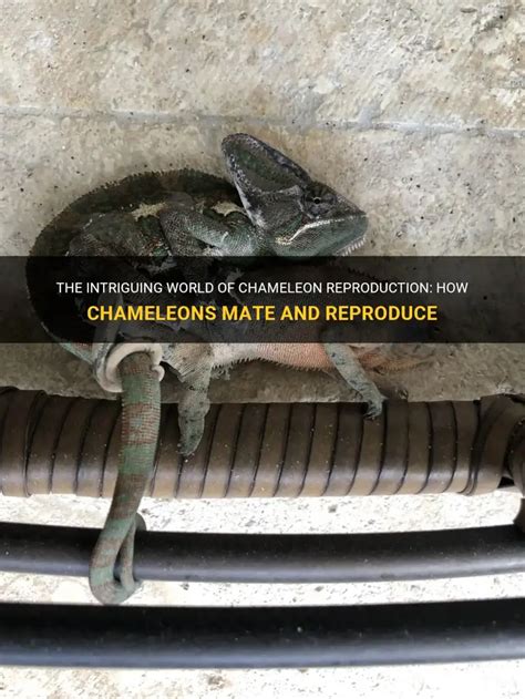 The Intriguing World Of Chameleon Reproduction How Chameleons Mate And Reproduce PetShun