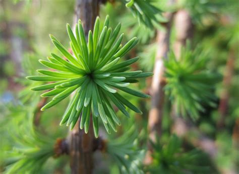 The Weeping Of The Larch Alan Ilagan