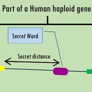Prototype Of Our Proposed Data Hiding Technique Using Human Genes Download Scientific Diagram