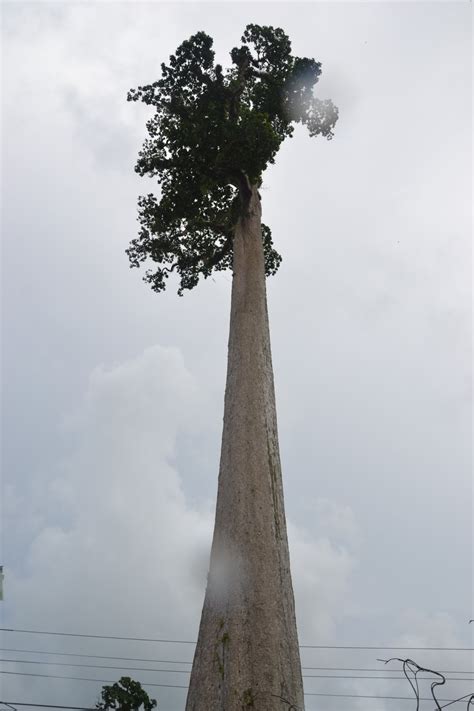 Giant Toog Tree Agusan Del Sur