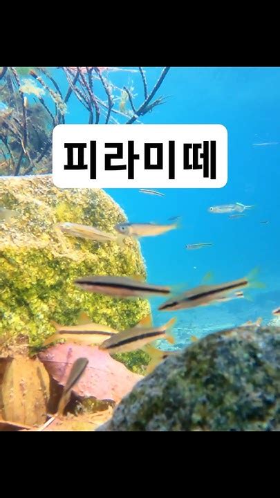 고프로9 수중촬영 Youtube