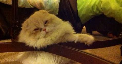 Like A Boss Imgur