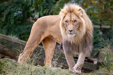 Zoo-Berlin