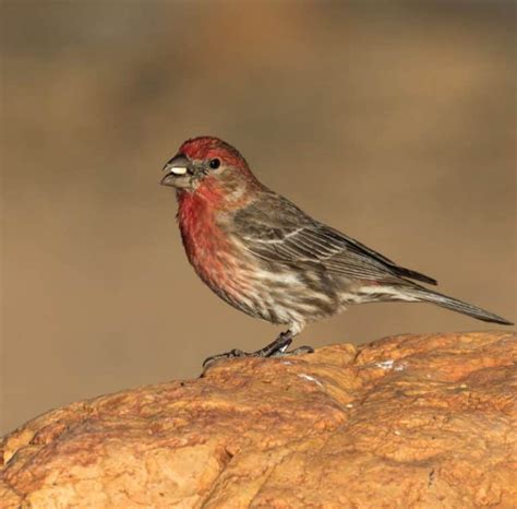 35 Common Backyard Birds In Oregon With Pictures Birdwatching Central