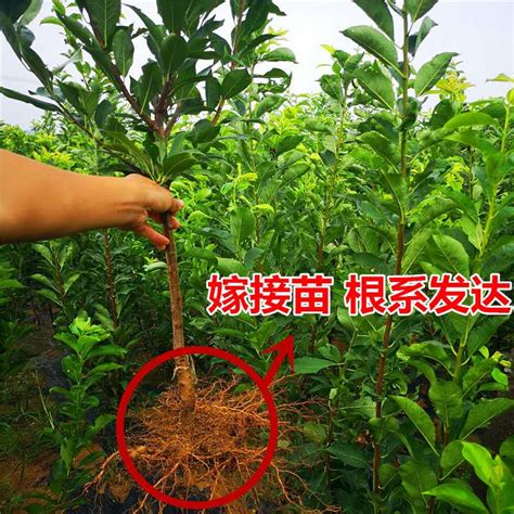 夏天适合种什么水果苗 第4页 大山谷图库