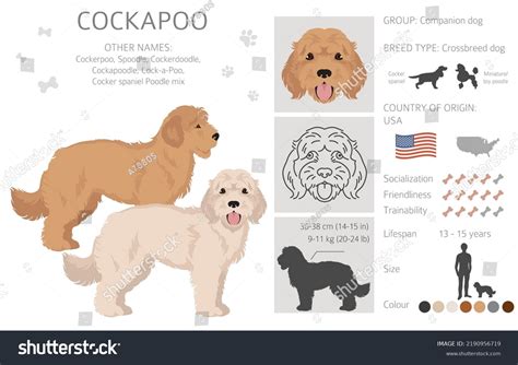 Cockapoo Mix Breed Clipart Different Poses Stock Vector Royalty Free