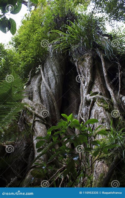 Tree Twisted Trunk Stock Image Image Of Ancient Rainforest 110953335
