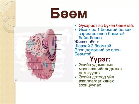 эсийн бүтэц бүрхүүл бөөм сийвэн Pptx