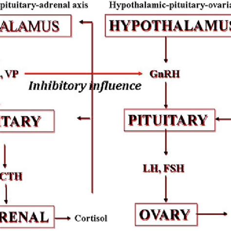 2 Patterns Of Hormone Secretion Across The Normal Menstrual Cycle An Download Scientific