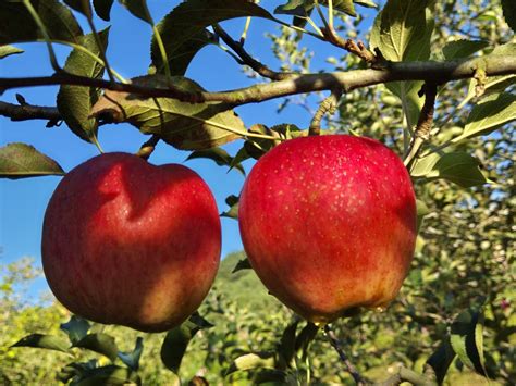 추석에 어린 풍경 능금 빛 더 붉게 물들고 코스모스 향기 들판 차곡 메우며 풍년의 농심으로 가득 찬 둥근달 동산에 떠오르면 가을의 특별 박두석과 함께 행복한 상주