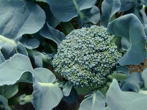 西兰花种植方法是什么 说明书网