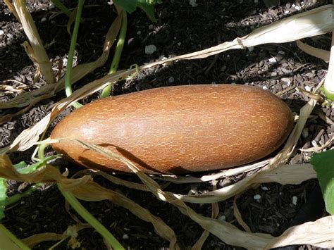 A Thinking Stomach Cucurbit Sex