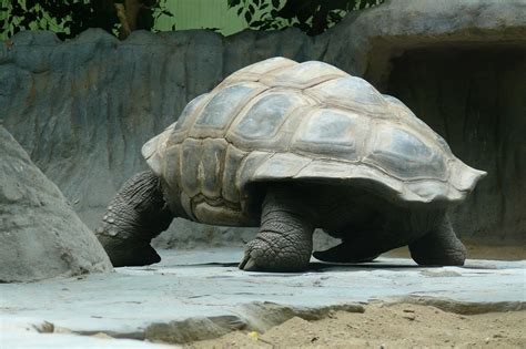 Turtle Shell Beach Free Photo On Pixabay Pixabay