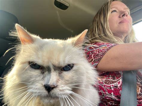 Resting Bitch Face Cat Blank Template Imgflip