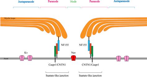 Clinical Characteristics Of Patients With Autoimmune Nodopathy With Anti Neurofascin155