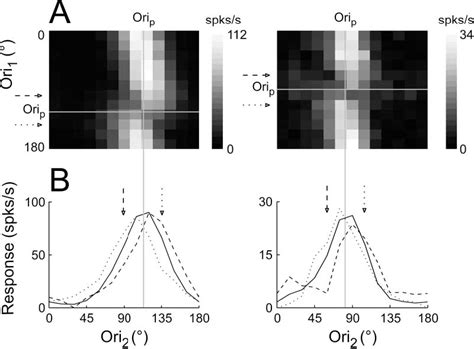 Figure 1 From Dynamic Modification Of Cortical Orientation Tuning Mediated By Recurrent