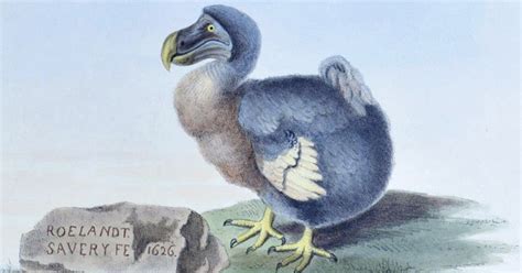Luego De Estar Extinto Por 300 Años El Dodo Volvería A Los Bosques Del