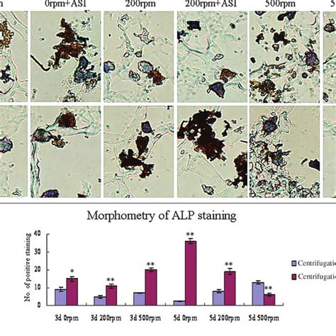 Alp Staining For 3d Cultured Oct 1 Cells And Morphometry Of Alp