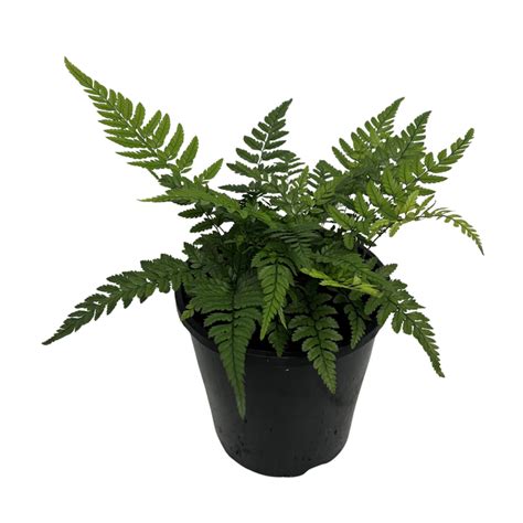 140mm Korean Rock Fern Polystichum Tsussimense Bunnings Australia