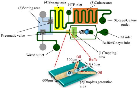 Dielectrophoretic Microfluidic Device For In Vitro Fertilization