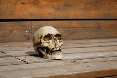 나무 배경에 있는 인간의 두개골은 부드러운 빛으로 비춰집니다 과학에 대한 스톡 사진 및 기타 이미지 과학 머리 목재 재료 Istock