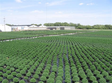 Mumsfall Free State Growers