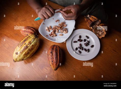 A Woman Cleans Cocoa Beans During The Chocolate Making Process Stock