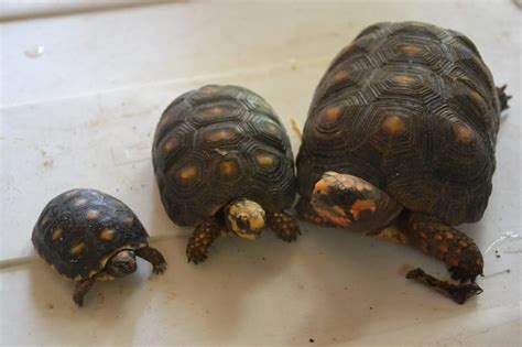 Red Footed Tortoise Facts Habitat Diet Lifespan Pictures