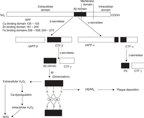 The Proteolytic Processing Of Amyloid Precursor Protein App To Download Scientific Diagram