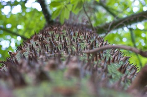 Premium Photo Green Spiked Tree Chorisia In The Garden In Antalya Premium Photo Green Spiked Tree Chorisia In The Garden In Antalya