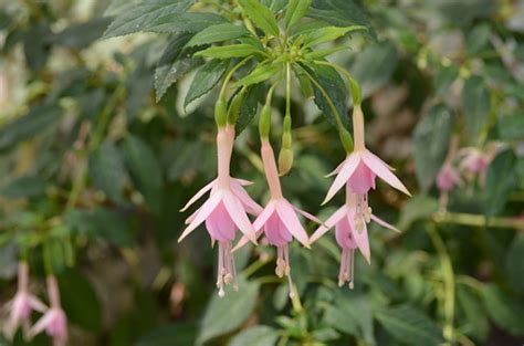 화창한 여름날 아름다운 야외 꽃 배경이 부드러운 초점으로 촬영 된 정원 냄비에 많은 밝은 분홍색 마젠타와 흰색 자홍색 꽃과 꽃을 닫습니다 0명에 대한 스톡 사진 및 기타