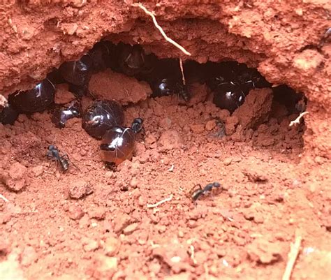 Australian Ant Honey Research Behaviour Ecology And Evolution Lab