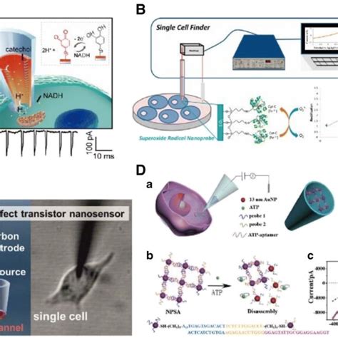 A The Application Of Nanopipette For Single Cell Analysis A