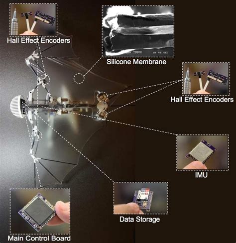 Bat Robot Offers Safety And Maneuverability In Bioinspired Design Ieee Spectrum