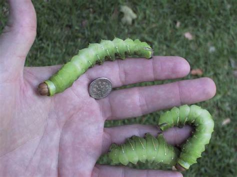 Polyphemus Moth Caterpillar Size