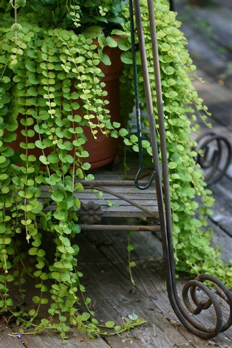 Artfully Draping Plants For Your Outdoor Garden Creeping Jenny Garden