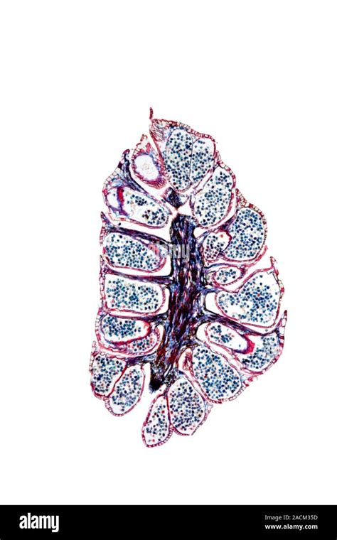 Male Pine Cone Light Micrograph Of A Section Through A Male Pine Pinus Sp Cone Showing