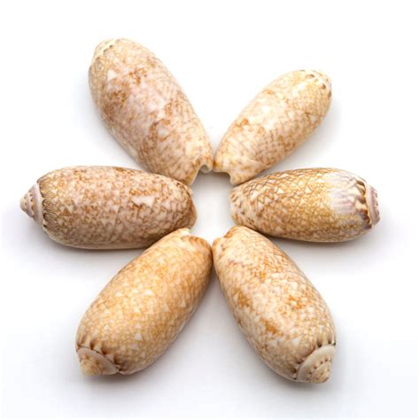 Seashells Lettered Olive Shells For Jewelry And Mosaic Making 6 Pieces