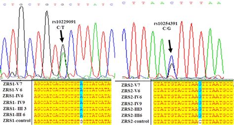 Identication Of Two Single Nucleotide Polymorphisms Snp But Not Point Download Scientific