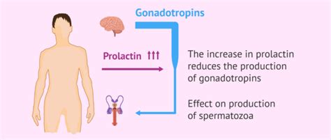 How Hyperprolactinemia Affects Sperm Production