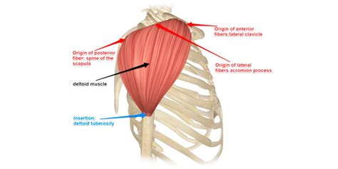 Anatomía Del Músculo Deltoides Músculos Del Hombro